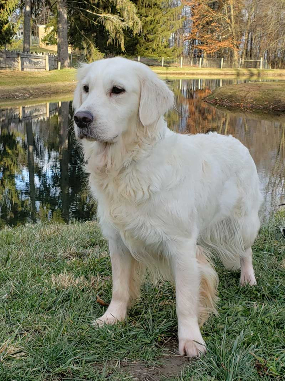 Amber & Duke’s Litter - Woodlot Companions