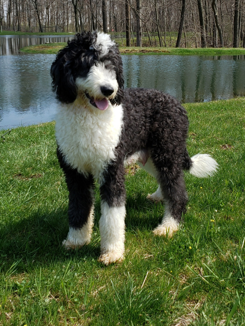 Bailey & Bentley’s Litter 2025 - Woodlot Companions