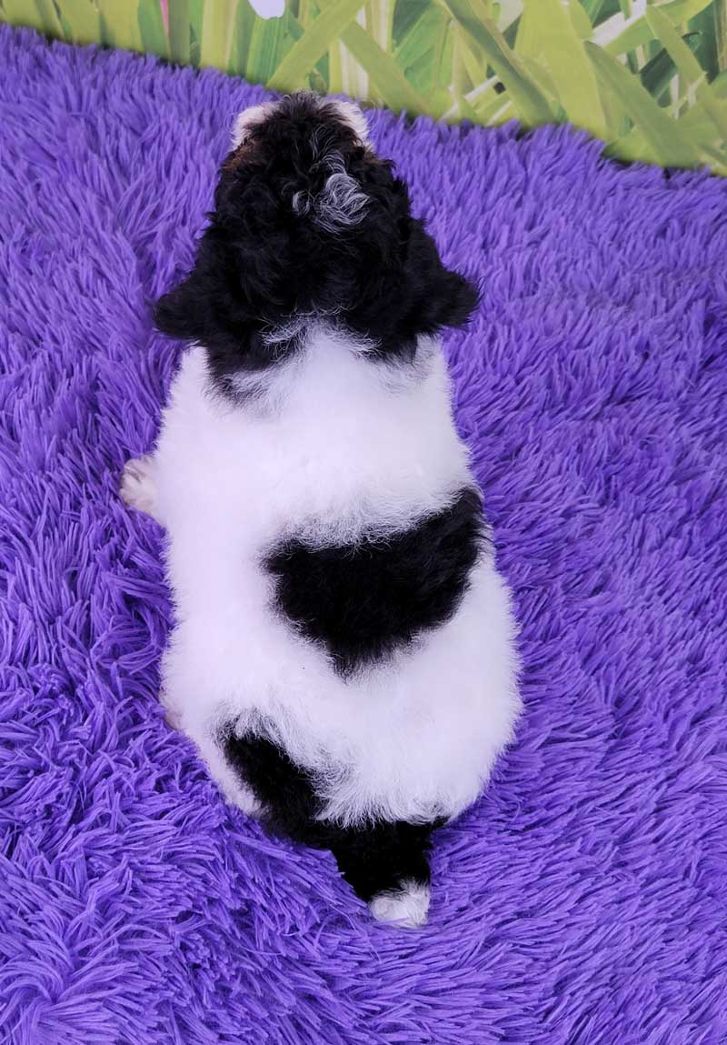 Codiac - Woodlot Companions