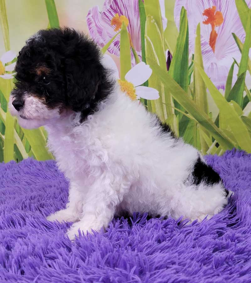 Codiac - Woodlot Companions