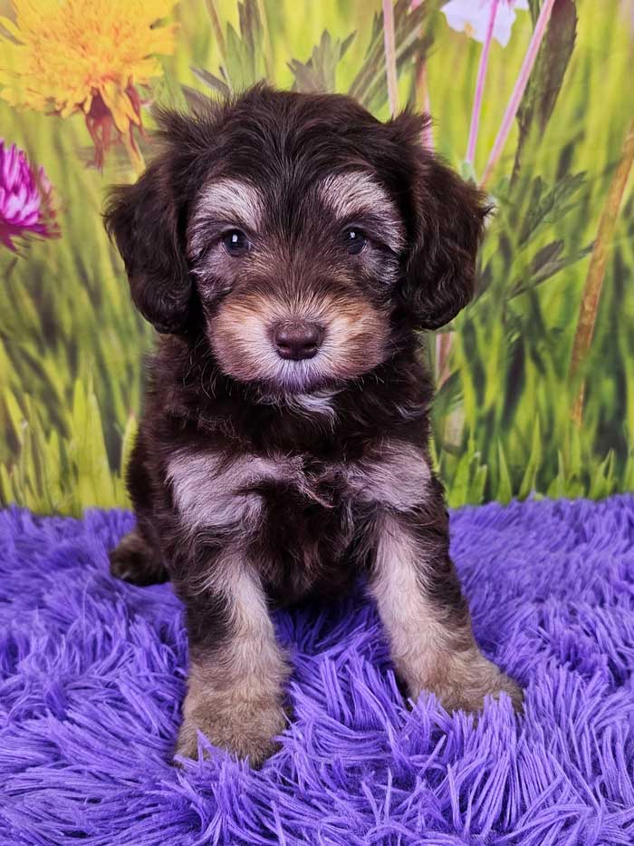 Mocha - Woodlot Companions