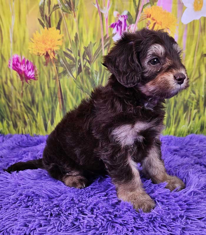 Mocha - Woodlot Companions