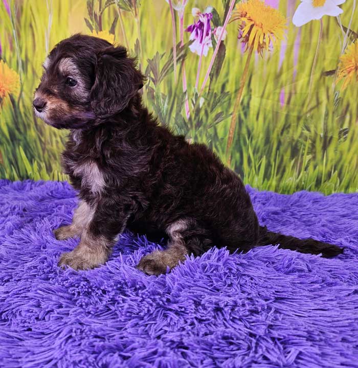 Mocha - Woodlot Companions