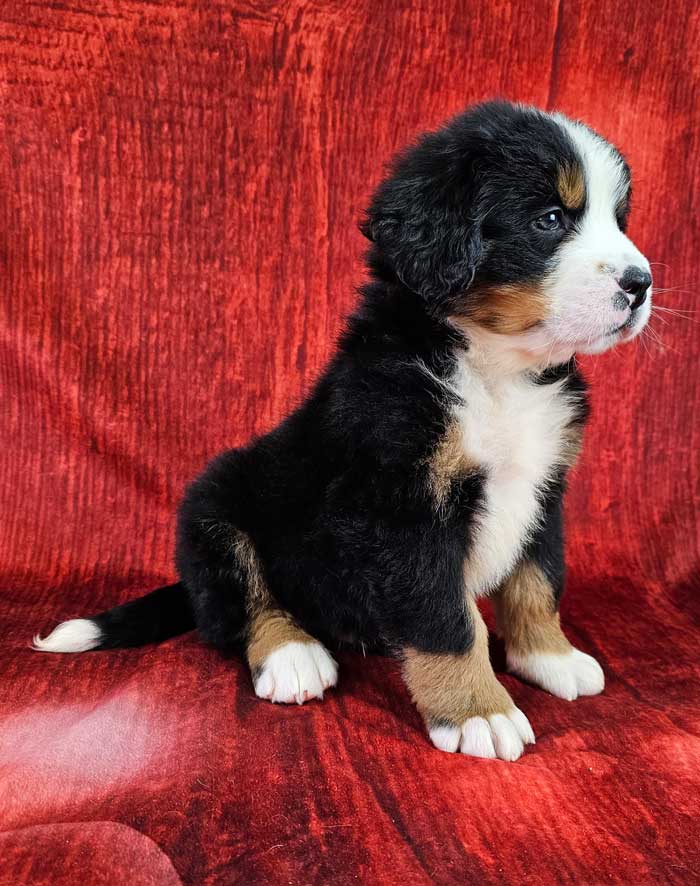 Theo - Woodlot Companions