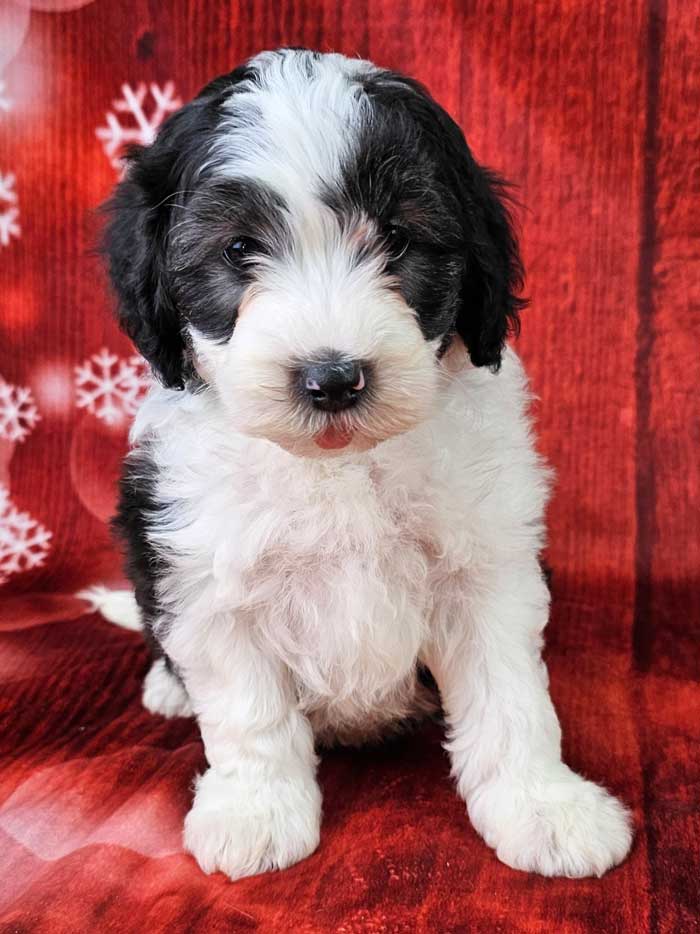 Mini Sheepadoodles for Sale