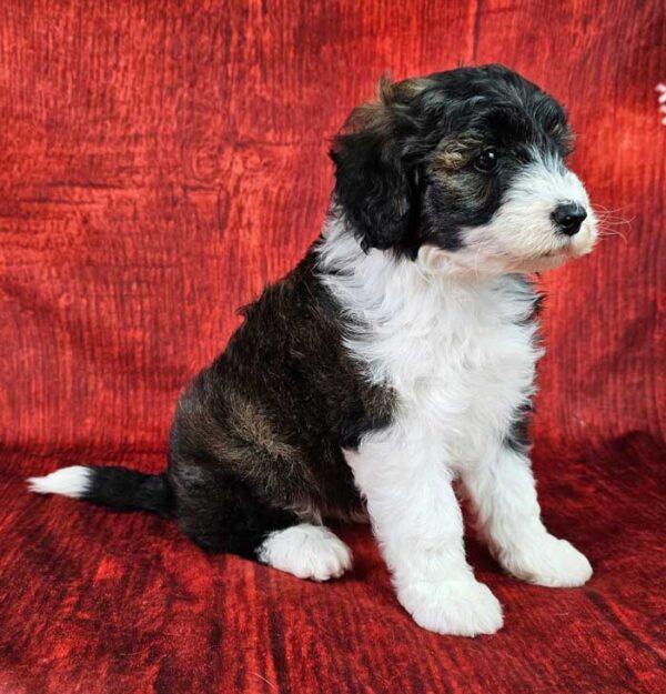 Coal - Woodlot Companions