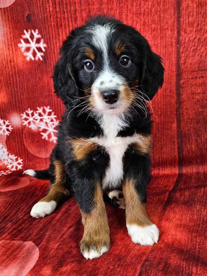 Harmony - Woodlot Companions