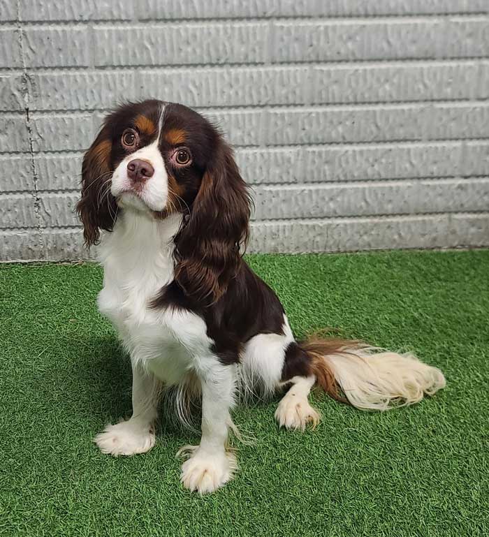 Major - Woodlot Companions