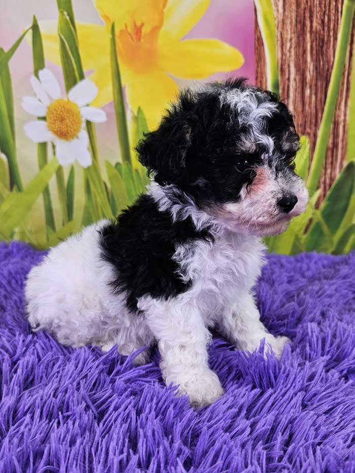 Reid - Woodlot Companions