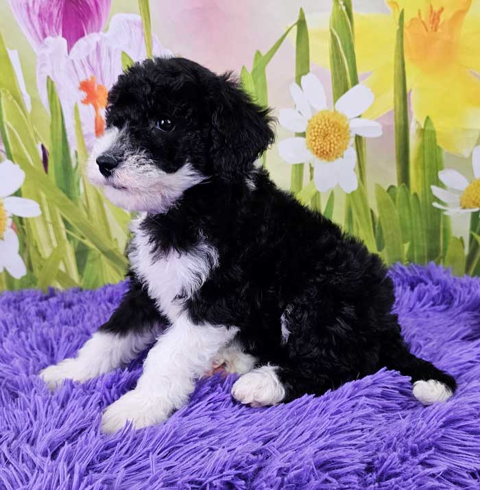 Mindy - Woodlot Companions