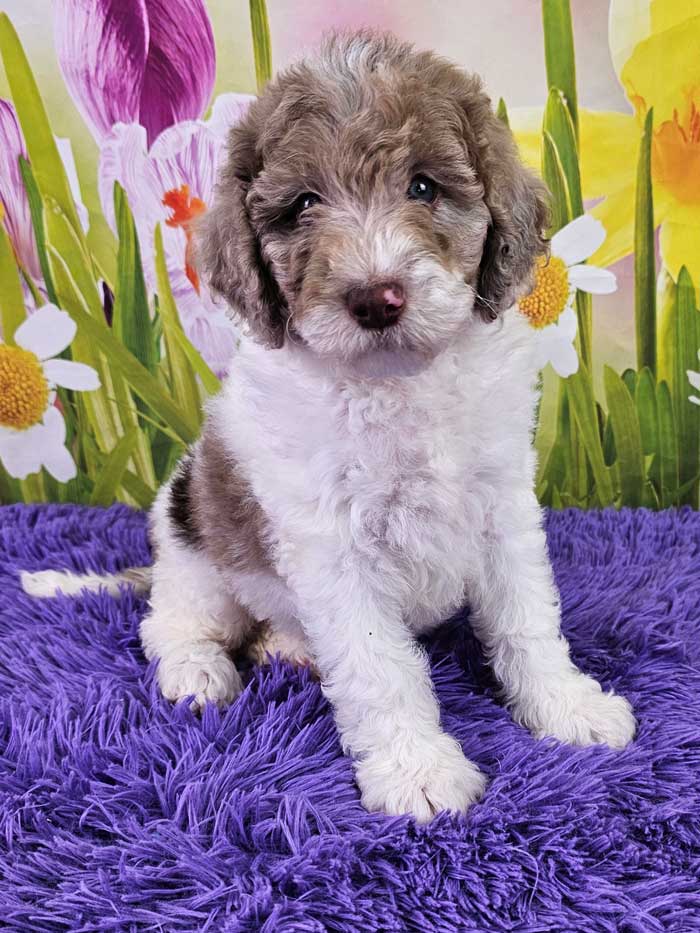 Myla - Woodlot Companions