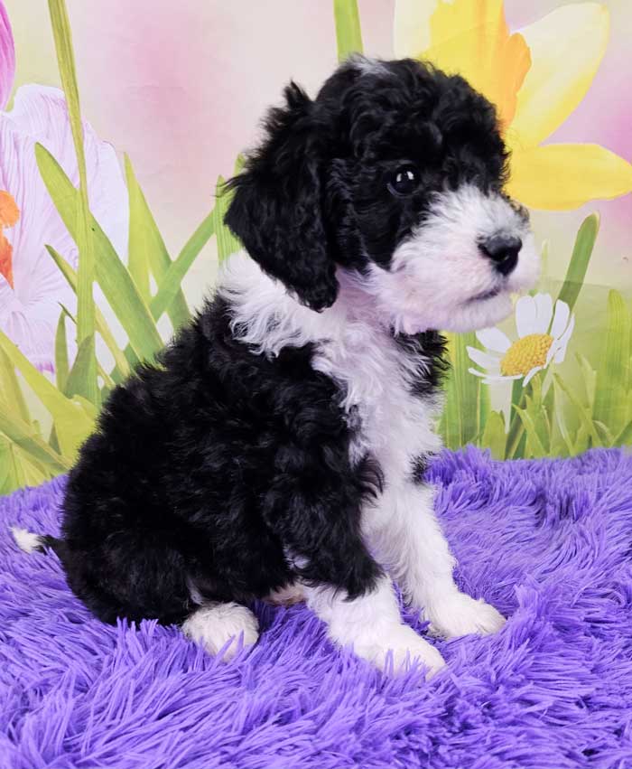 Mindy - Woodlot Companions