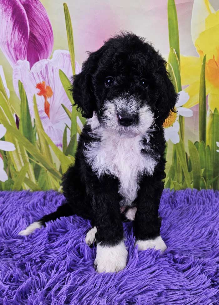 Find Mini Sheepadoodles for Sale | Woodlot Companions