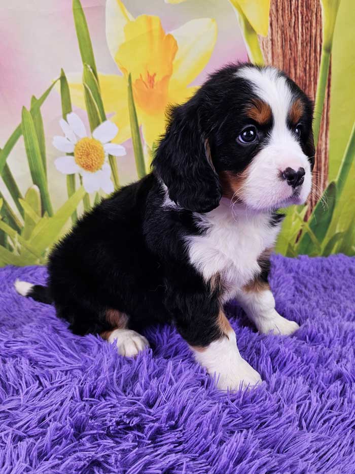 Mika - Woodlot Companions