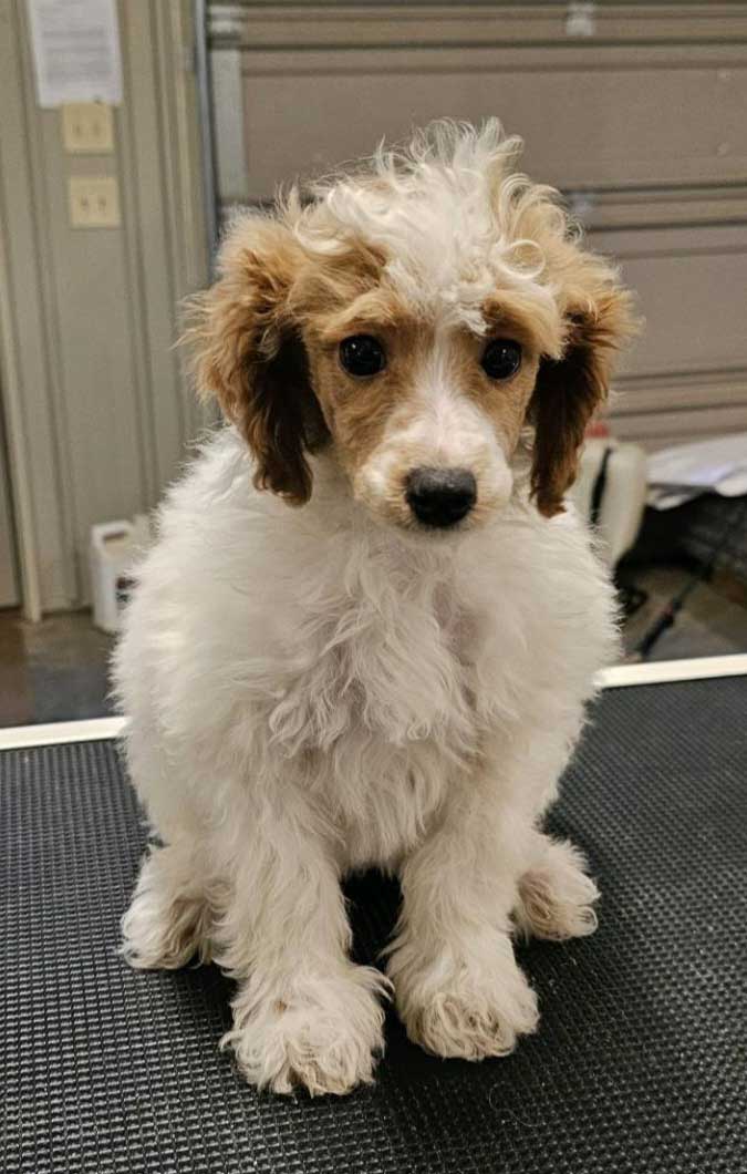 Miniature Poodles for Sale