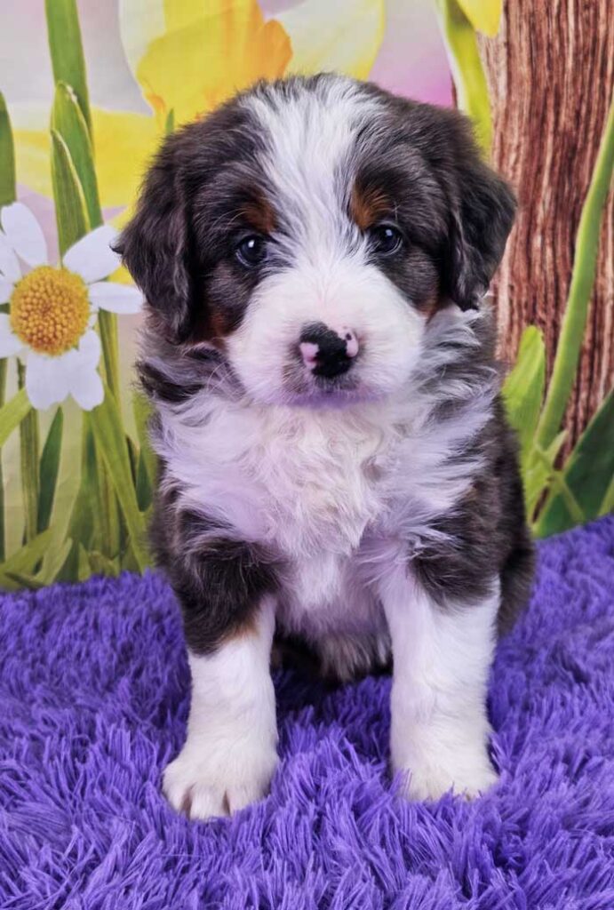 Mini Bernedoodle Puppies for Sale | Woodlot Companions