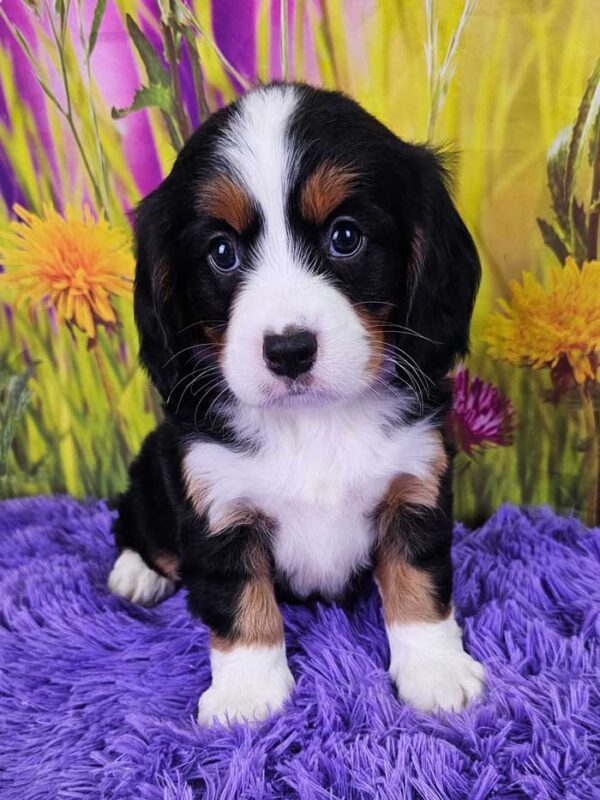 Woodlot Companions| Incredible Mini Bernese Puppies for Sale