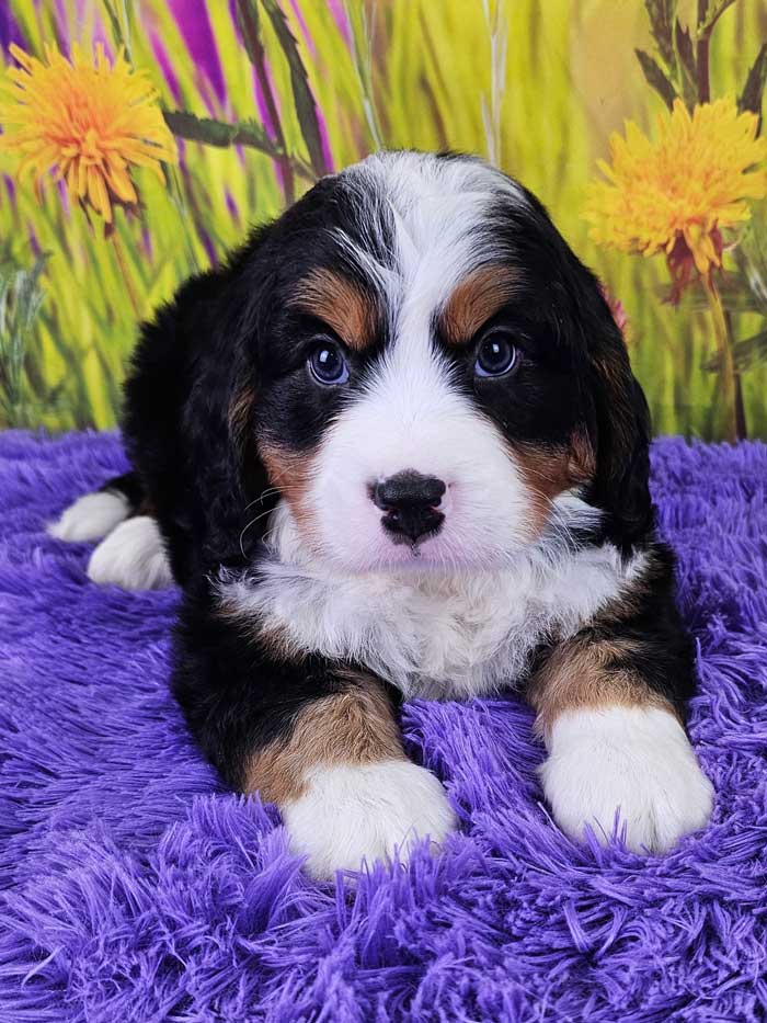 Woodlot Companions| Incredible Mini Bernese Puppies for Sale