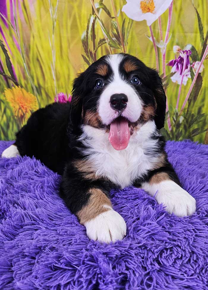 Woodlot Companions| Incredible Mini Bernese Puppies for Sale