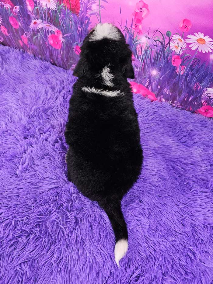 Dorthi - Woodlot Companions