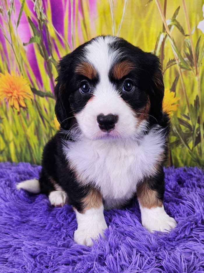 Woodlot Companions| Incredible Mini Bernese Puppies for Sale