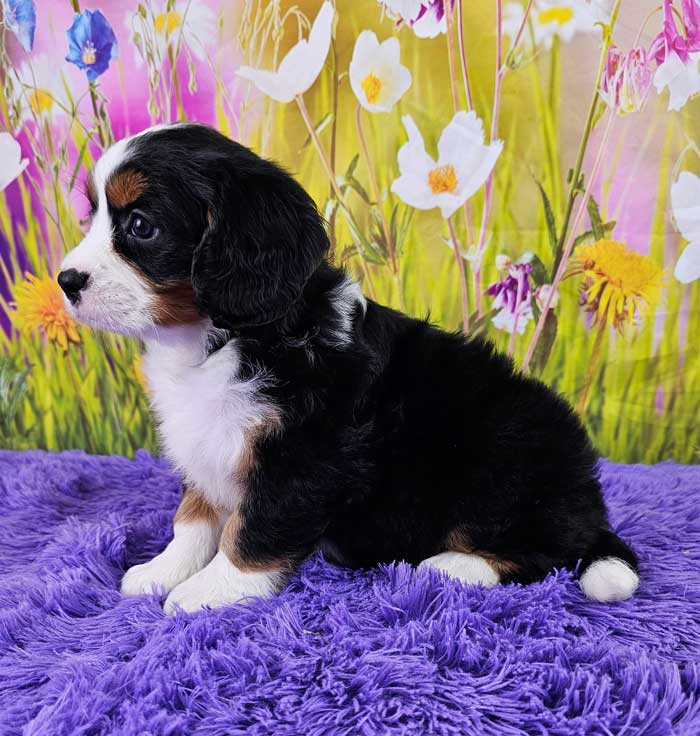 Bindi - Woodlot Companions