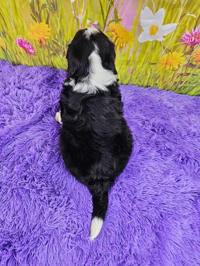 Bindi - Woodlot Companions