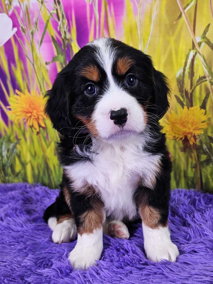 Woodlot Companions| Incredible Mini Bernese Puppies for Sale