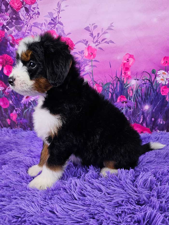 Dorthi - Woodlot Companions