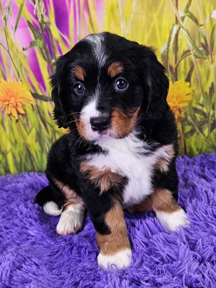 Woodlot Companions| Incredible Mini Bernese Puppies for Sale
