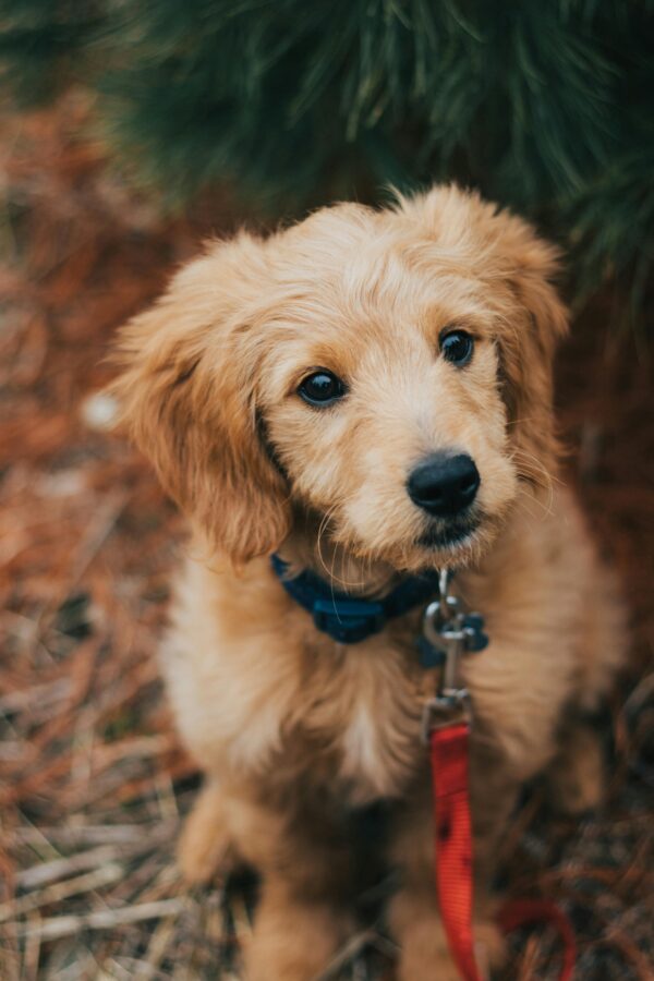 Puppy Potty Training 101: The Ultimate Guide to a Clean Start - Woodlot ...