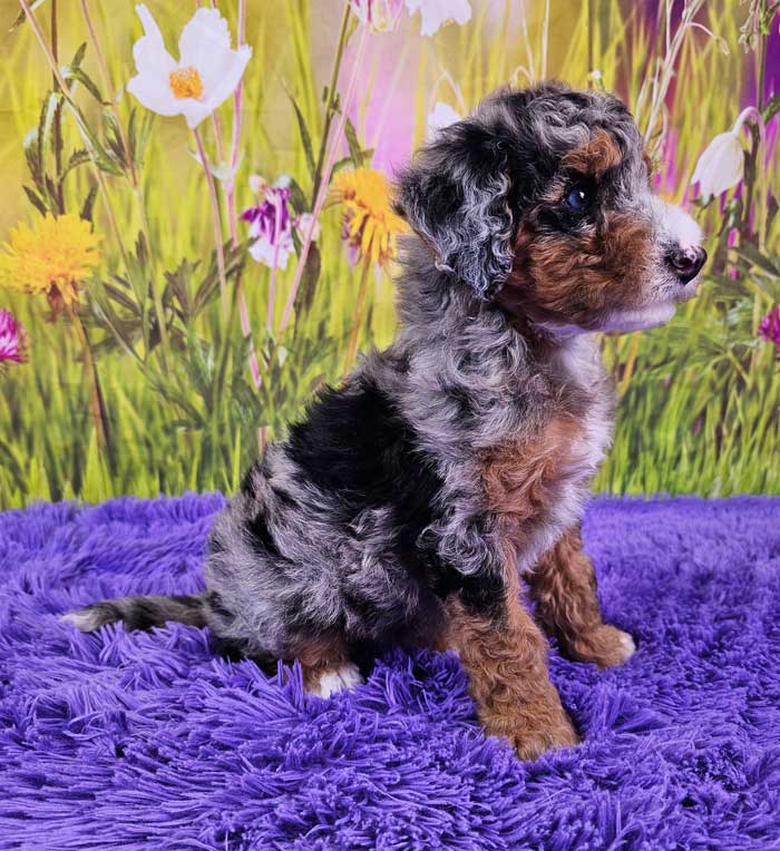 Miles - Woodlot Companions