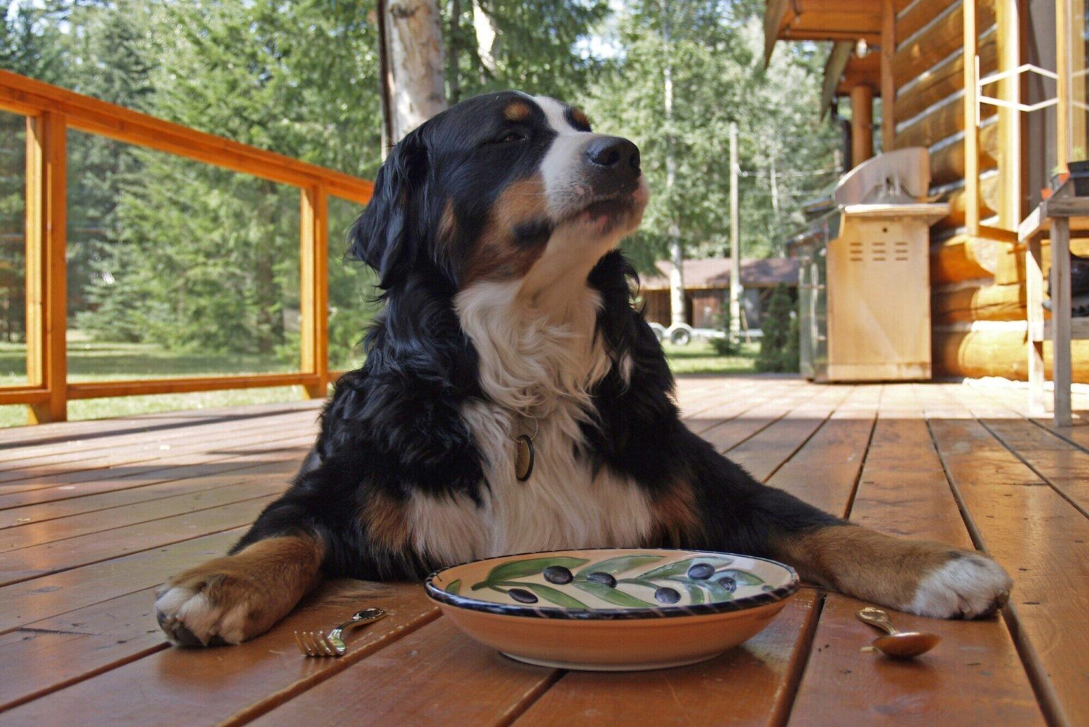 Mini Bernese Mountain Dog Puppies: What to Know About This Breed