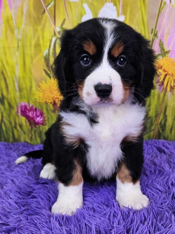 Mini Bernese Mountain Dog (Mt dog) for Sale | Woodlot Companions