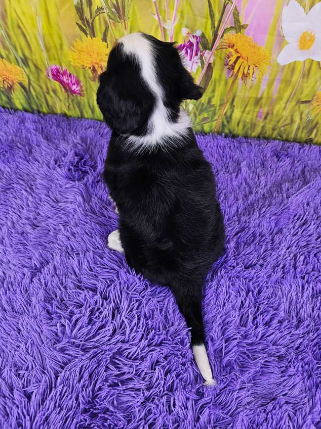 Shari - Woodlot Companions