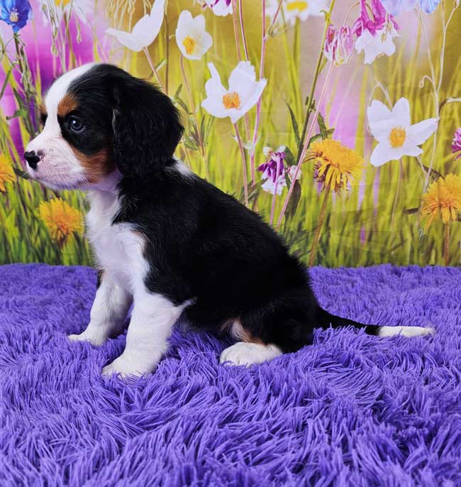 Shari - Woodlot Companions