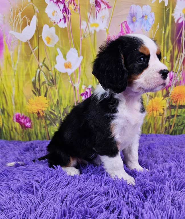 Shari - Woodlot Companions