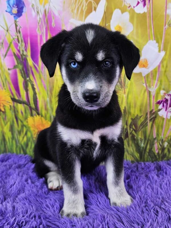 Goberian Puppies for Sale - Golden Husky Mix | Woodlot Companions