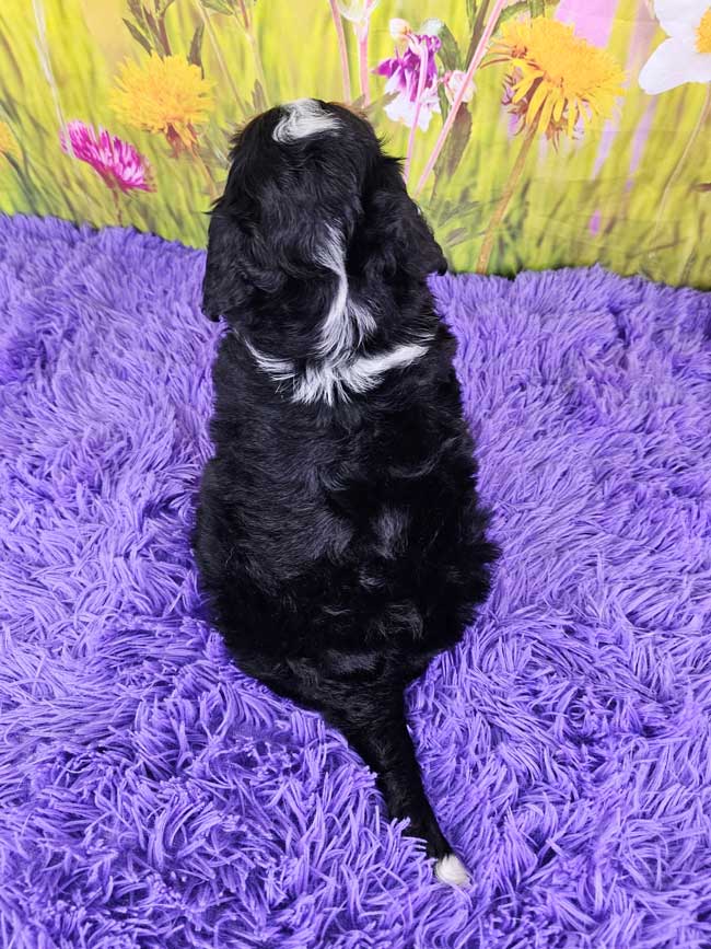 Java - Woodlot Companions