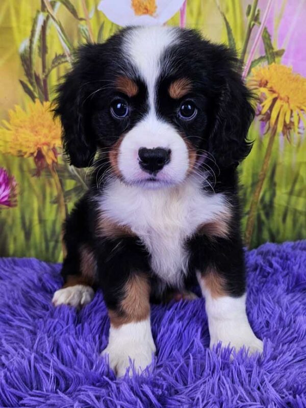 Mini Bernese Mountain Dog (Mt dog) for Sale | Woodlot Companions