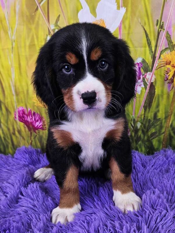 Mini Bernese Mountain Dog (Mt dog) for Sale | Woodlot Companions