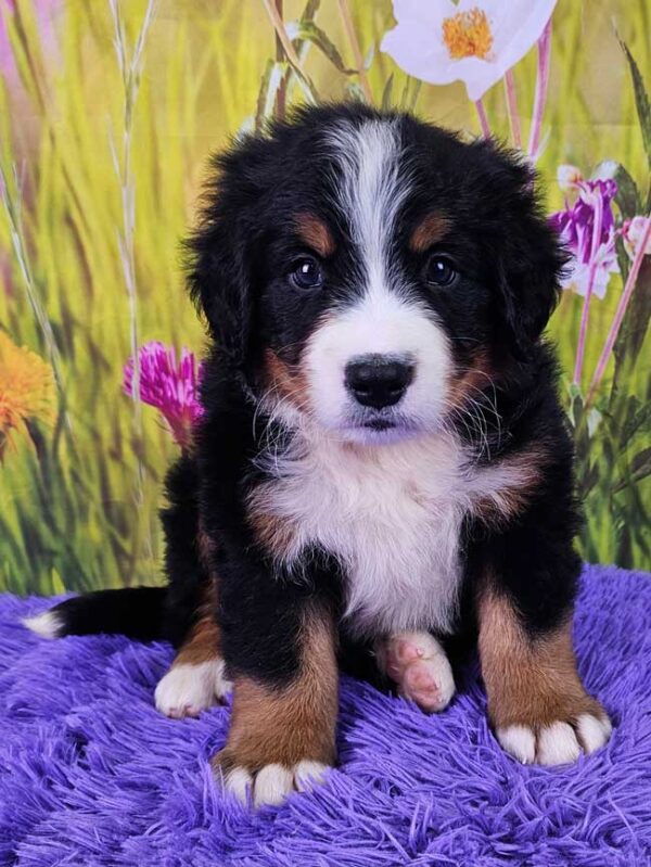 Mini Bernese Mountain Dog (Mt dog) for Sale | Woodlot Companions