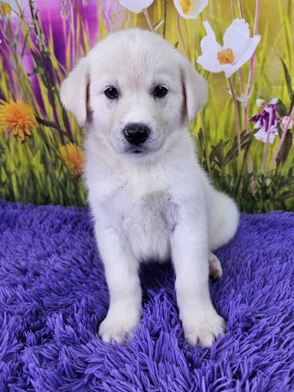 Goberian Puppies for Sale - Golden Husky Mix | Woodlot Companions