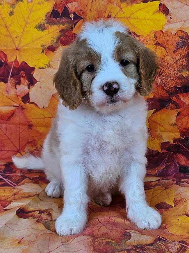 Autumn - Woodlot Companions