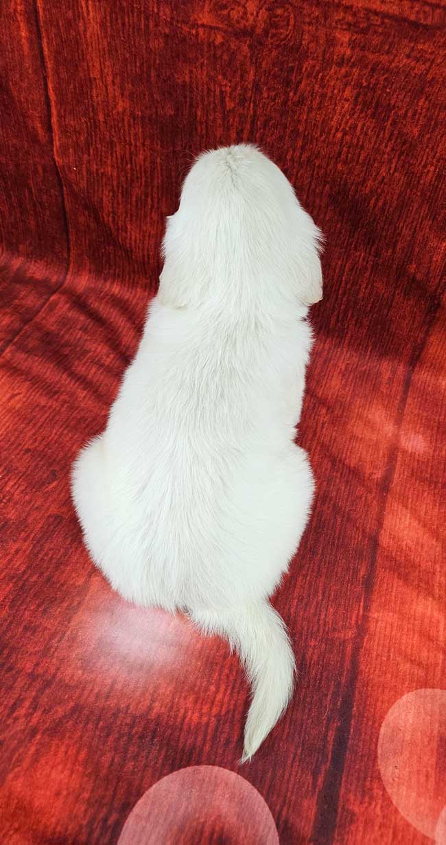 Dominick - Woodlot Companions