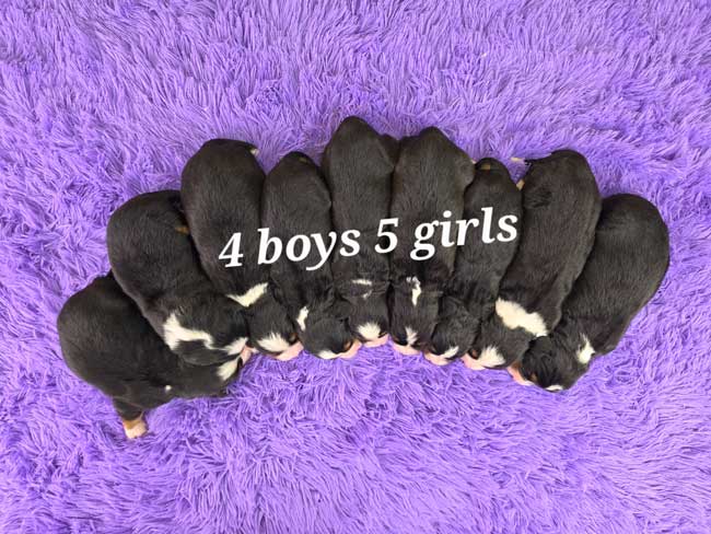 Sherry & Maxwell’s Litter 0526 - Woodlot Companions